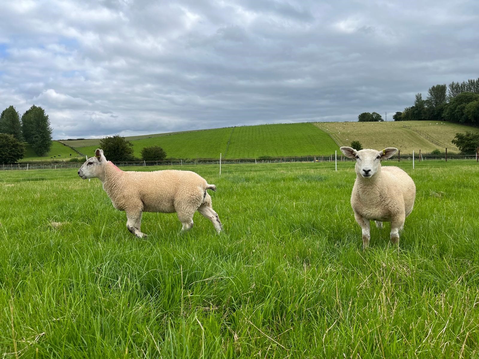 Research: Selective dosing could positively impact lamb liveweight gain ...