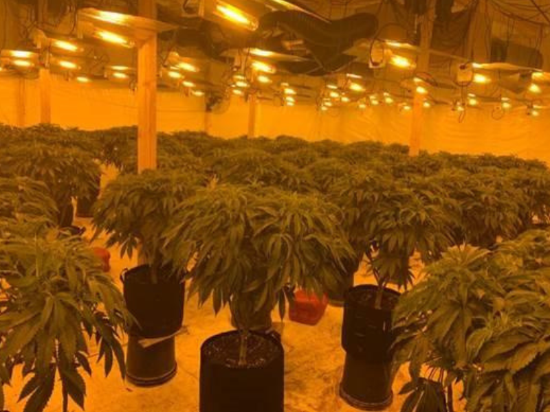 Man sentenced following cannabis farm discovery in rural Co. Down ...