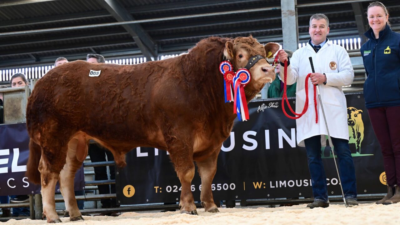Limousin bulls reach 8,000 guineas at Ballymena sale - Agriland.co.uk