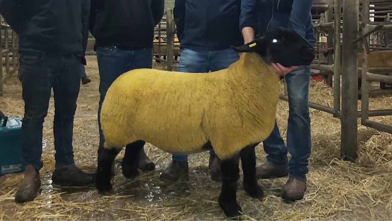 Suffolks sell to €3,000 twice at Western Stars Suffolk Sale - Agriland ...